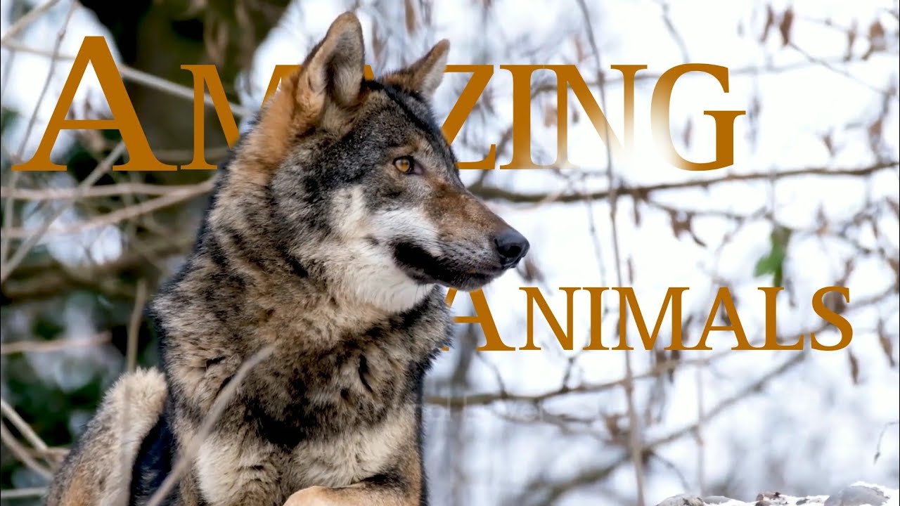 Amazing Animals | Animals Sound with musik | Nature Sound and Relax ...