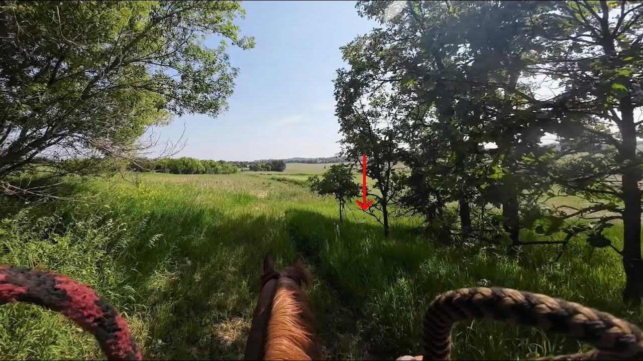 Turkey Jump Scare on Horseback 🙀 - YouTube