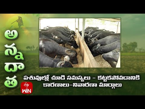 Pregnancy & Infertility problems in cattle - YouTube