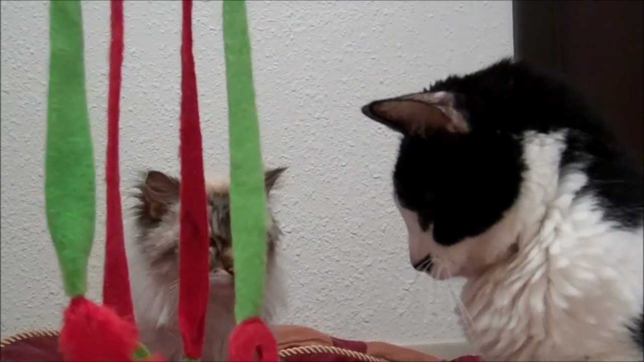 Disapproving cat disapproves of you - YouTube