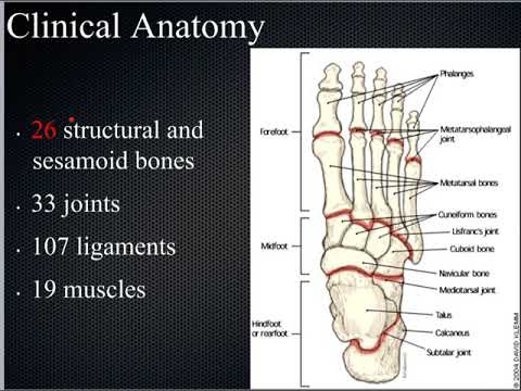 foot and toe anatomy - YouTube