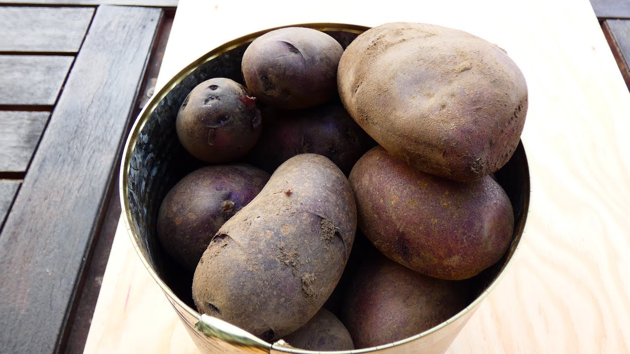 Farm Sam おすすめ野菜（20230130) - YouTube