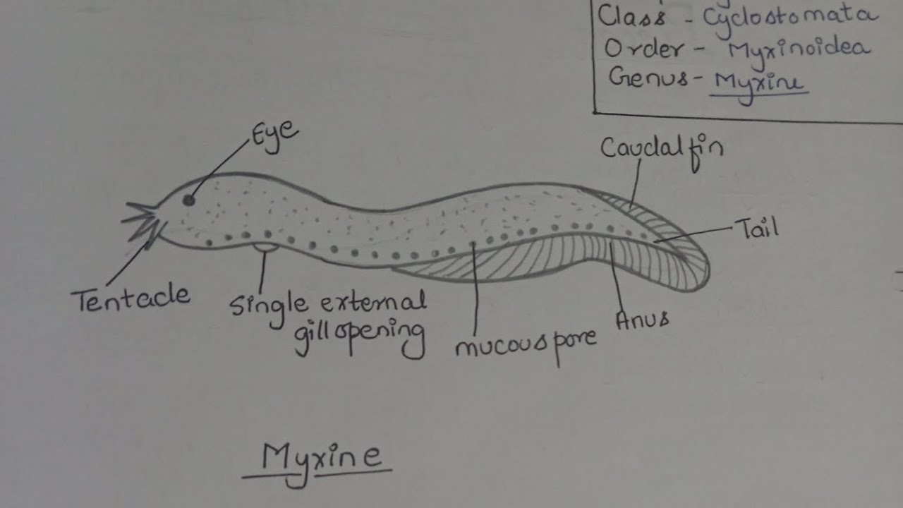 Myxine (hagfish) #primitivechordata For GENERAL CHARACTERISTICS see the ...
