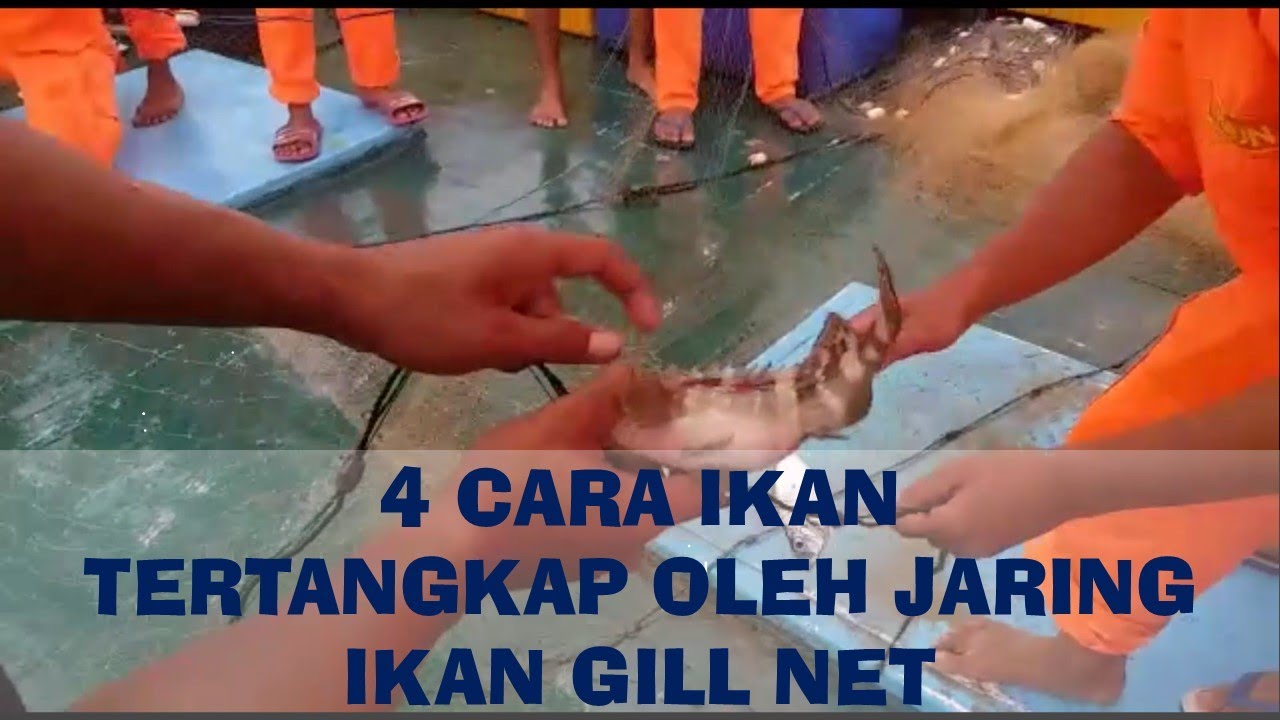 4 Cara Ikan Tertangkap Oleh Jaring Insang Atau Gill Net - YouTube