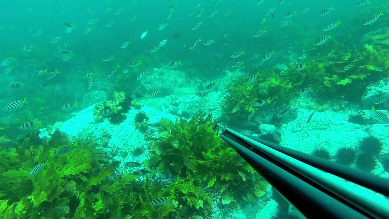 Bass Point dive 8-03-014 - YouTube