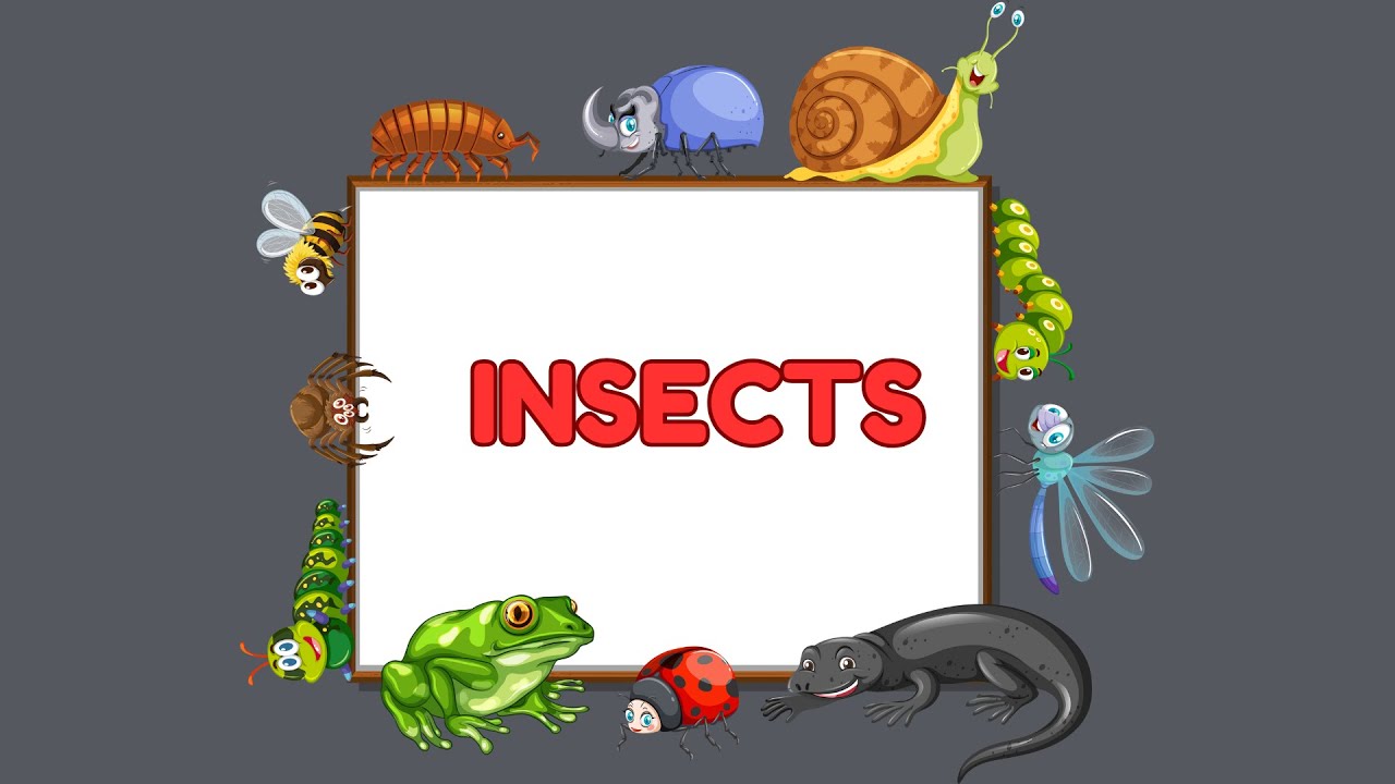 Learn About Insects | Fun and Educational Bug Videos for Kids! - YouTube