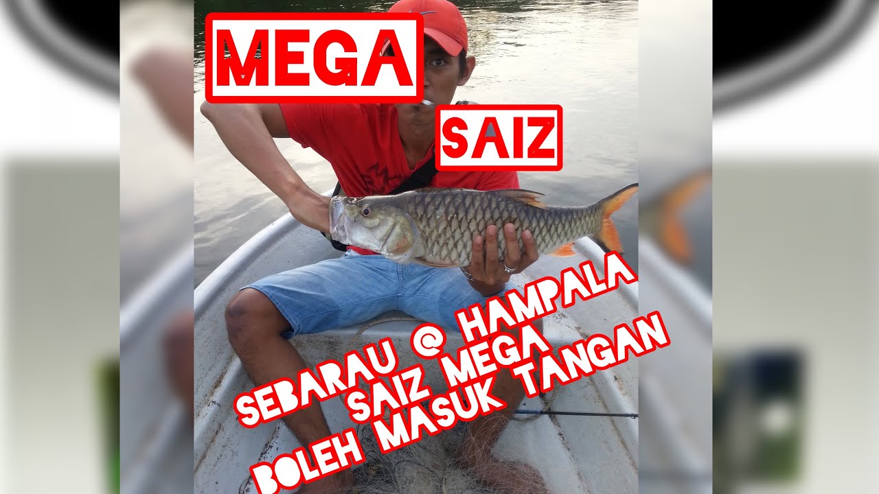Strike sang sebarau@hampala kembar | lure senses savior 50s 4K video ...