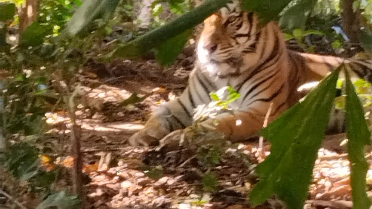 TIGERS AND ANIMAL ENCOUNTER IN ZOOBIC SAFARI - YouTube