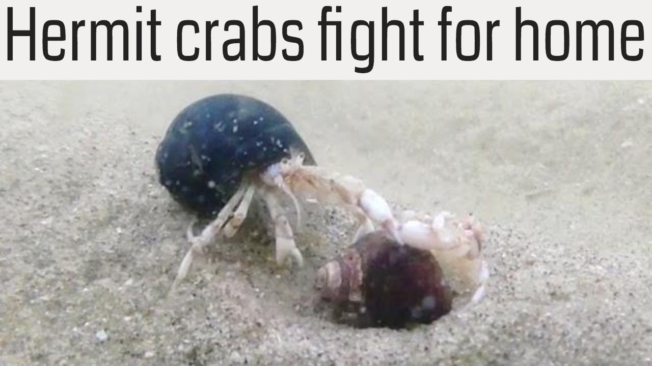 hermit crabs fight for home - YouTube