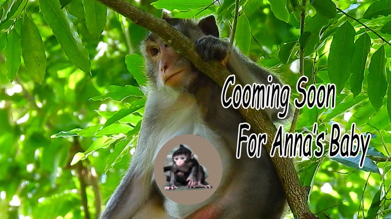 Coming Soon For New Baby Of Mummy Anna - YouTube