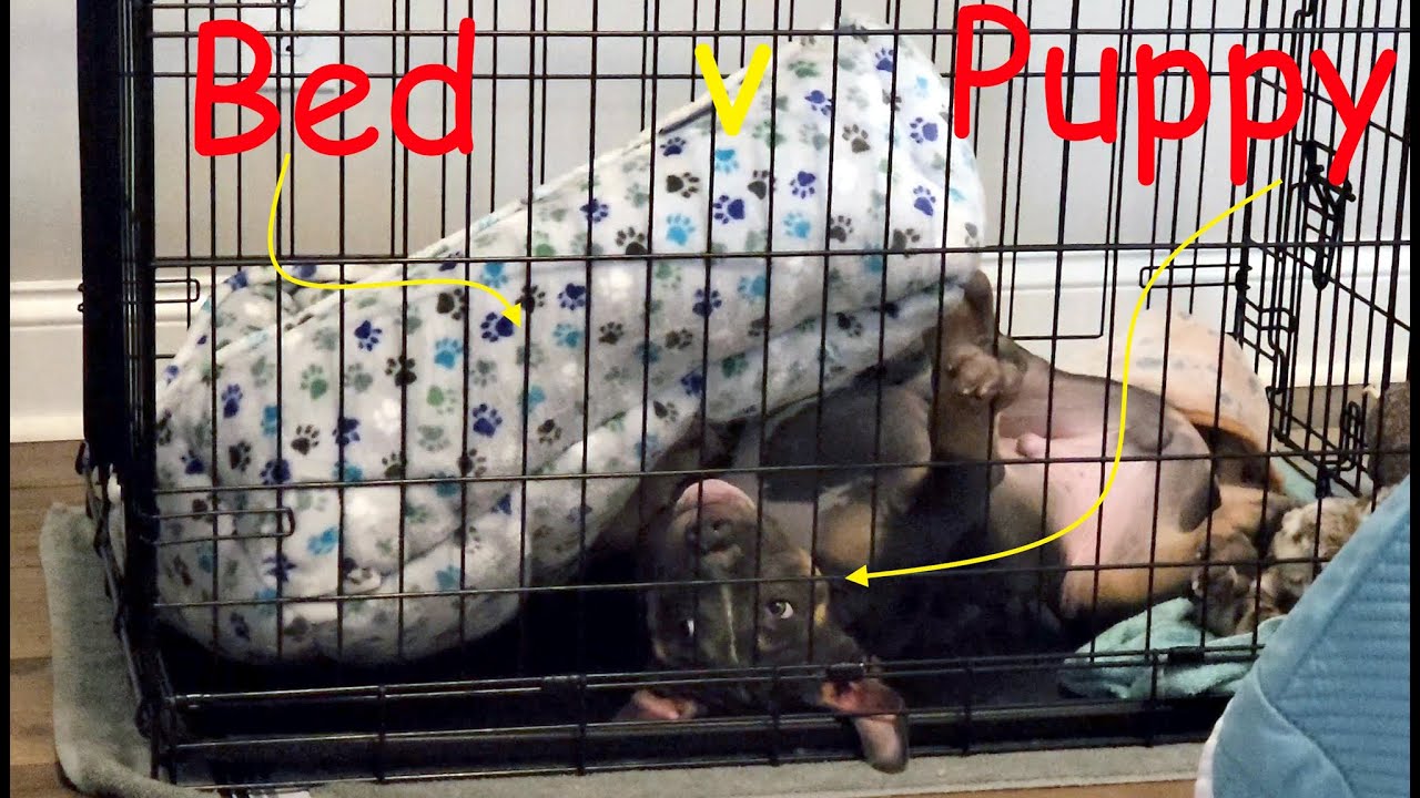 Puppy v Bed: The epic struggle - YouTube