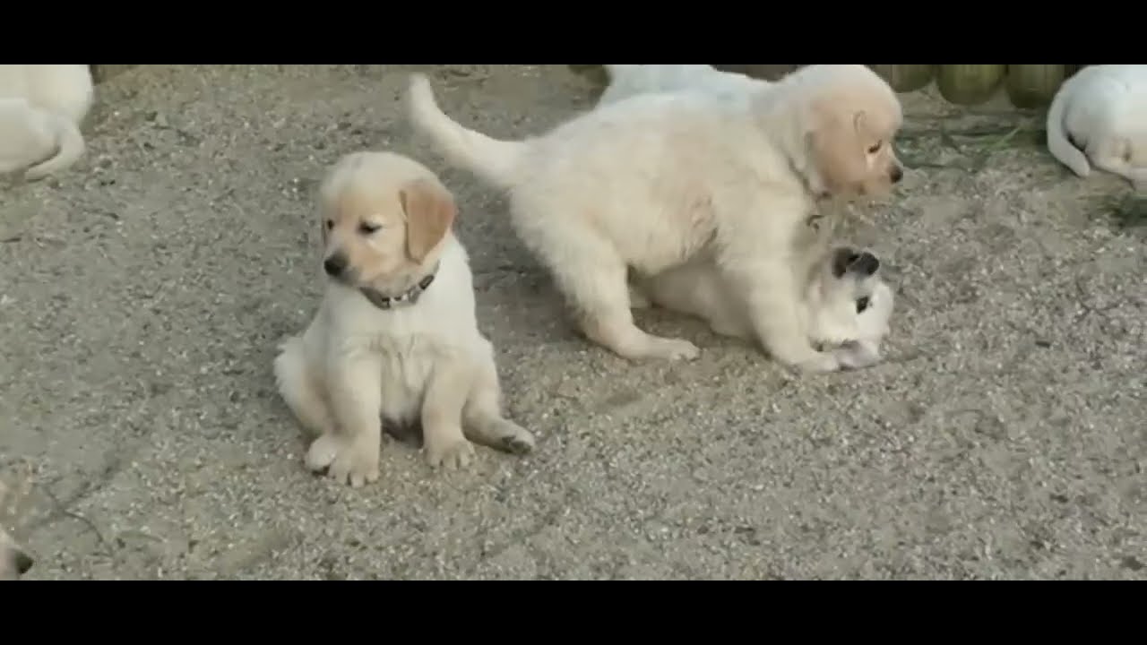 dog cute dog so many dog - YouTube