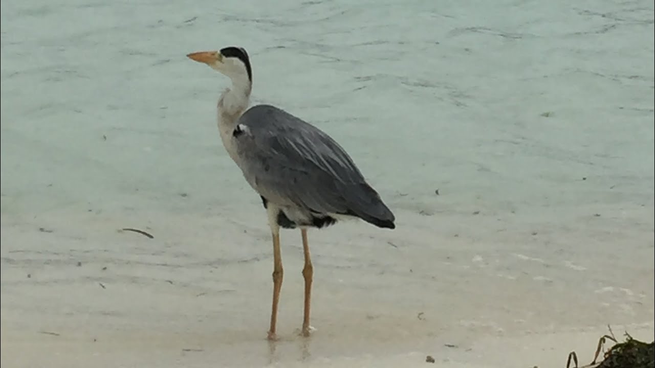 Kuredu Island, Maldives @jenyShorts - YouTube