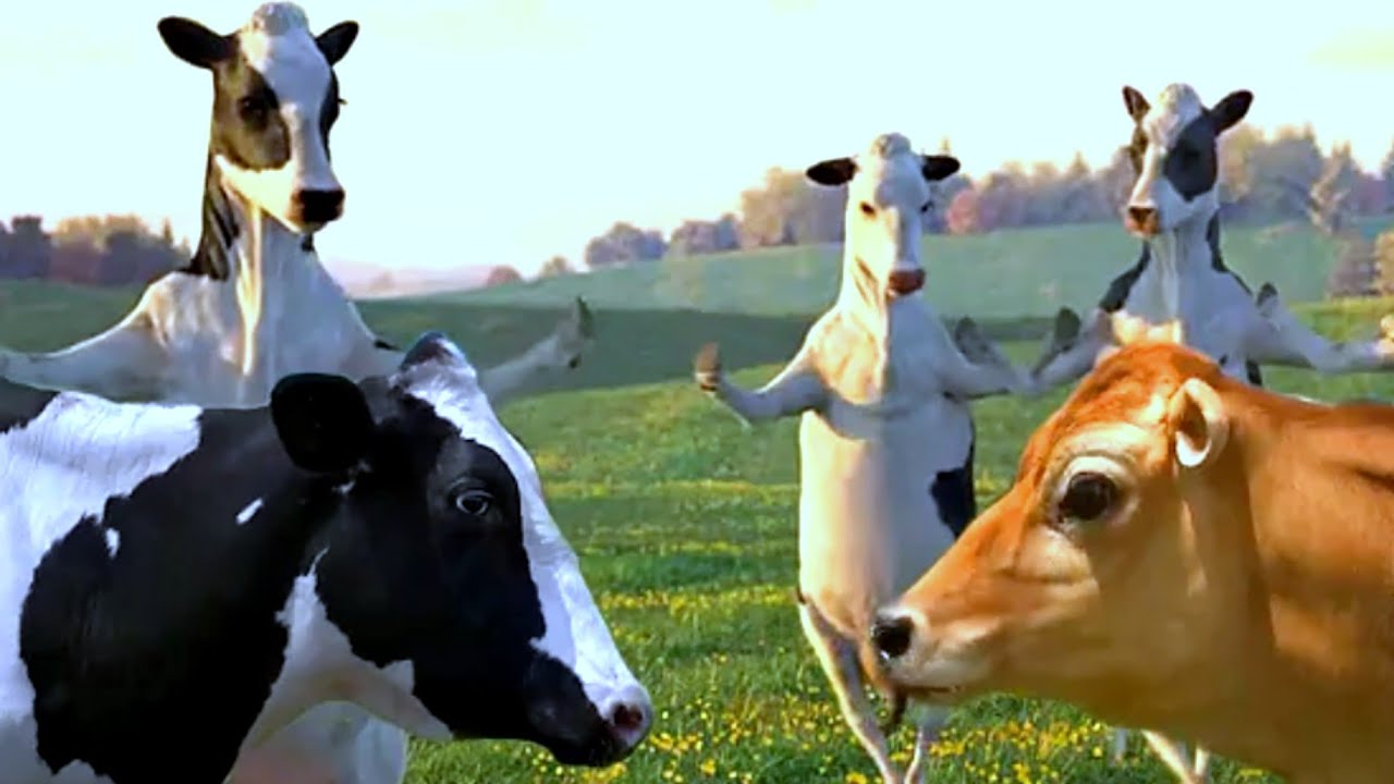 Cute and cute tame calf Play together in the grass-cow field happy ...