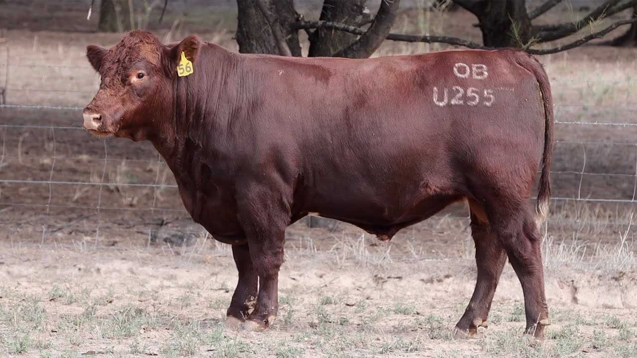 Lot 56 OB U255 Outback Sprys Special U255 2025 - YouTube