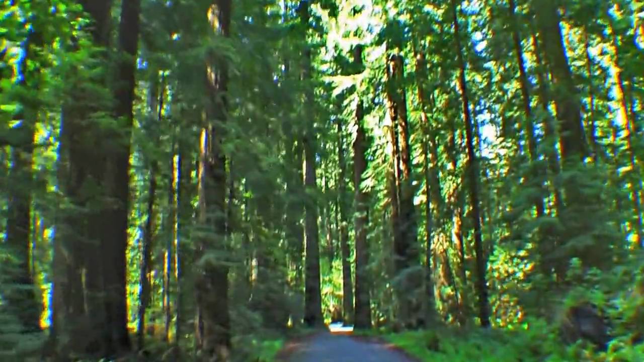 Founders Grove, Avenue of the Giants, Humboldt Redwoods, CA - YouTube