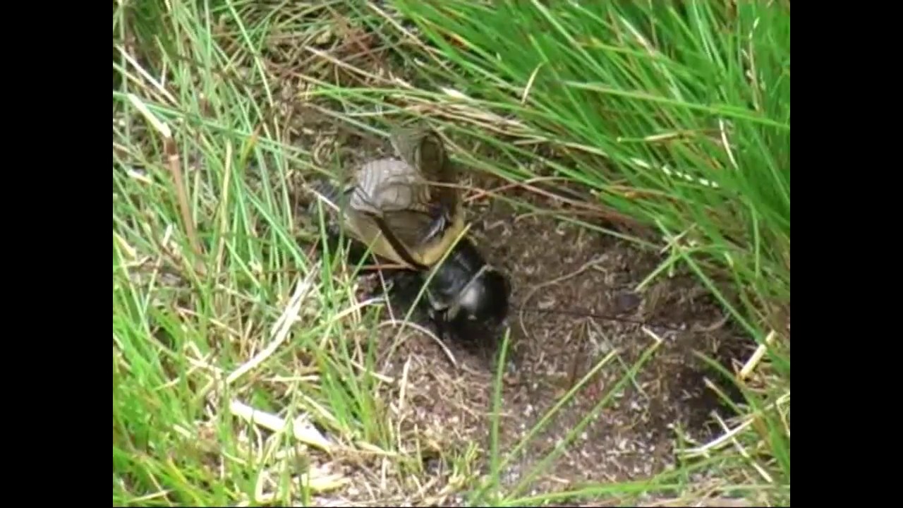 Male Cricket Singing - YouTube