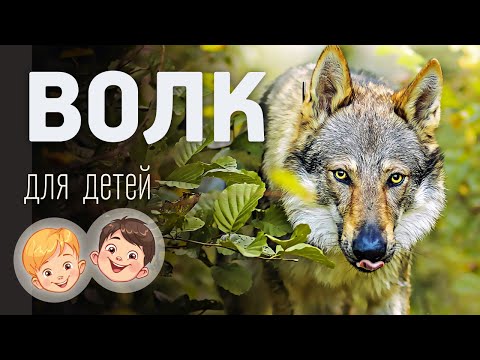 Волк. Видео про животных для детей 3+