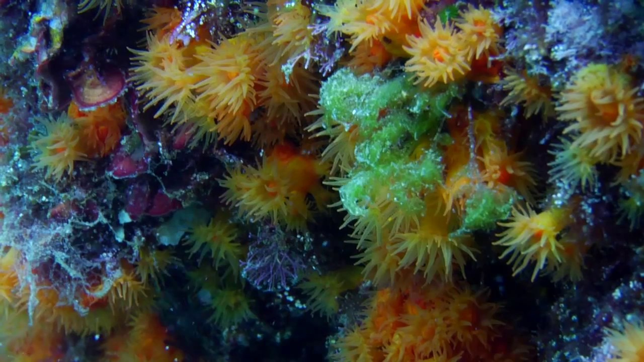 Astroides calycularis. (26 de abril del 2014) Oceánidas. - YouTube