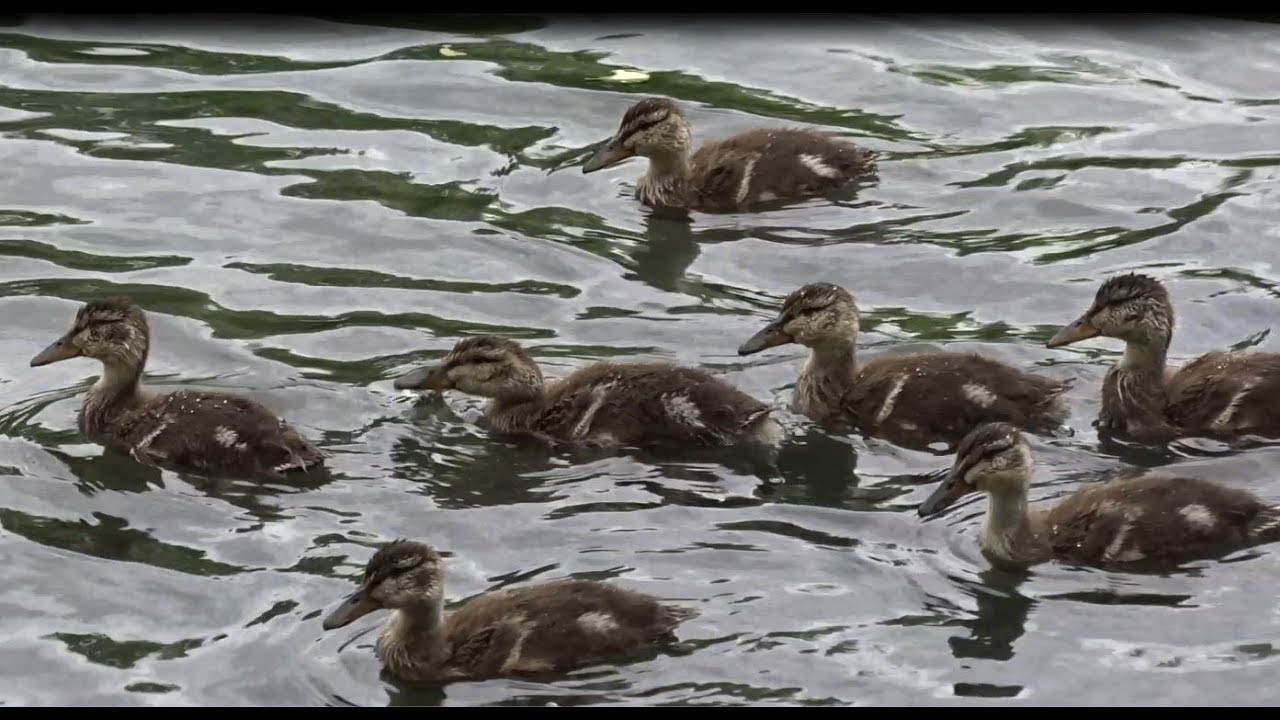 La Cane et ses Canetons - YouTube