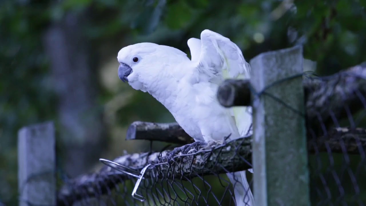 Parrot dance - YouTube