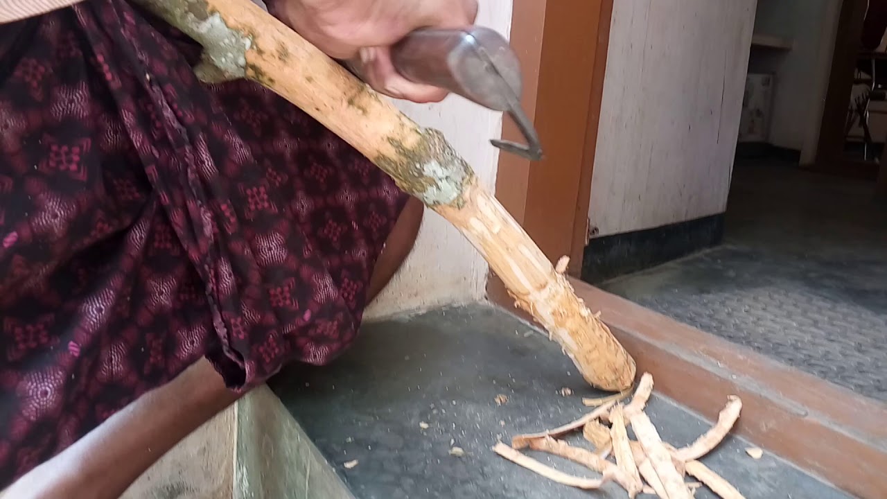 Cinnamon peeling (very local not standard practice) - YouTube