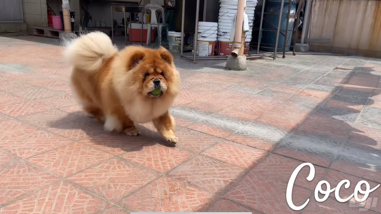 Chow Chow: My 7-year old Coco - YouTube