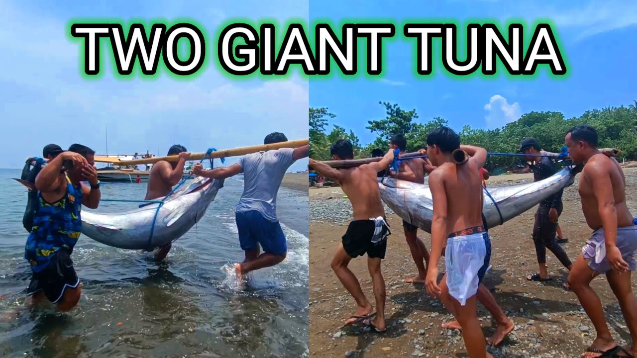 Dalawang Giant Tuna Jackpot | Pacific Blue Fin Tuna - YouTube