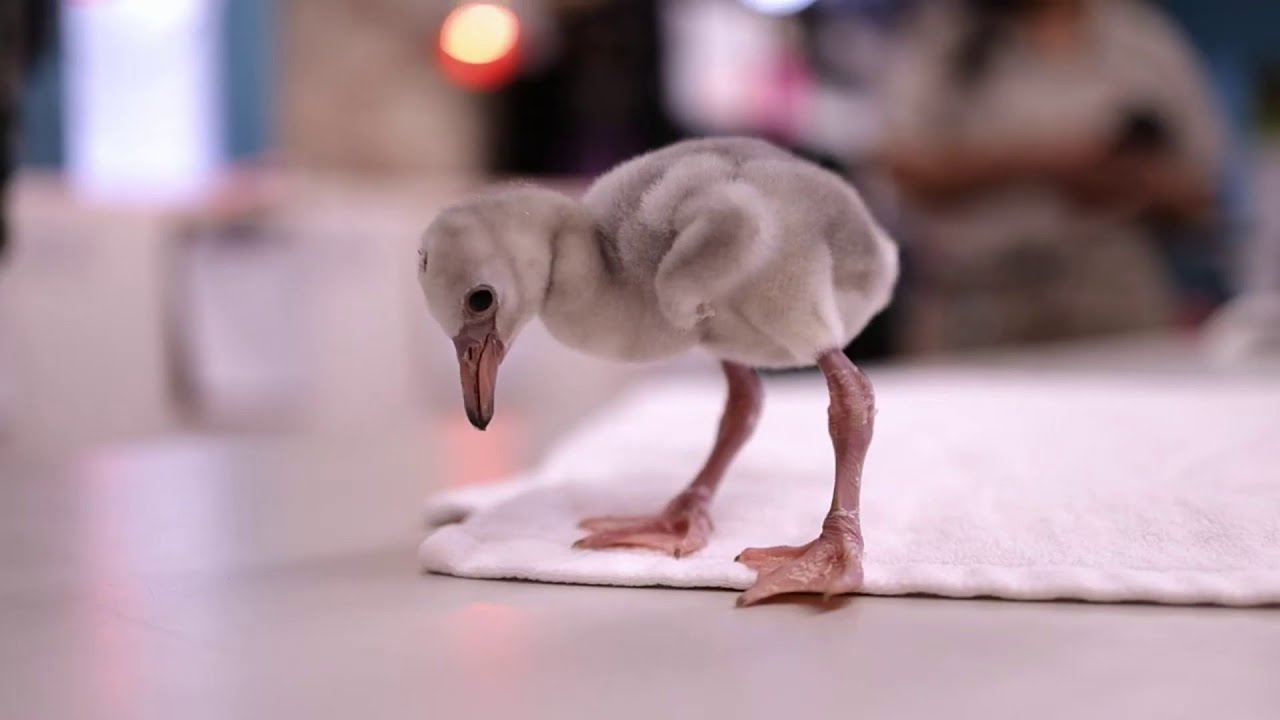 Fort Worth Zoo celebrates hatching of 17 flamingo chicks - YouTube