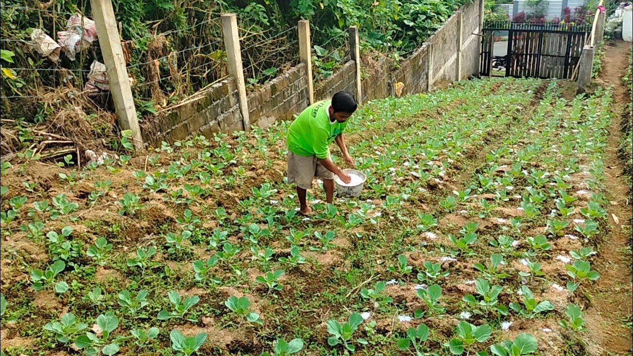 Paglalagay ng Abono at Pagtabon ng Lupa sa Abono - YouTube