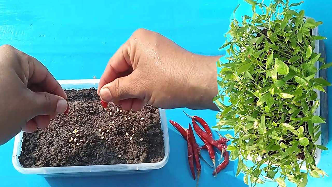 Grow Chilly From Seeds At Home . How To Germinate chillies . Grow ...