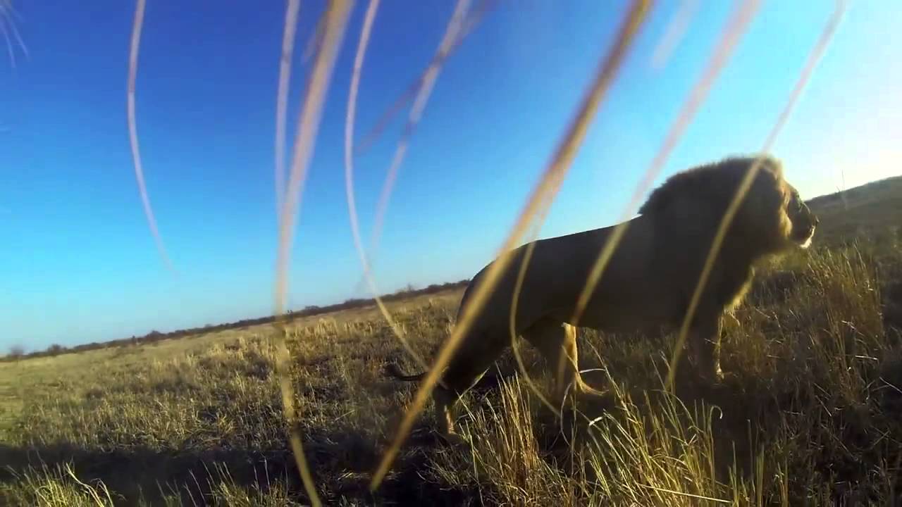GoPro- Lion Mouth Cam (HD VERSION ) AWESOME - YouTube
