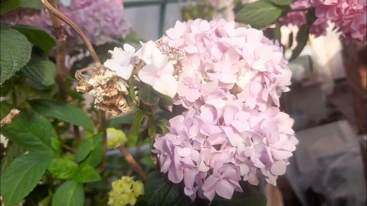 Бесконечное лето-сорт для новичков! - YouTube