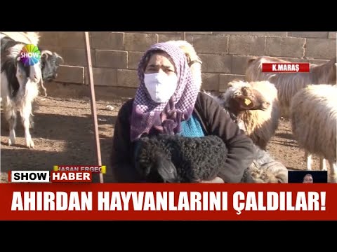 Ahırdan hayvanlarını çaldılar!