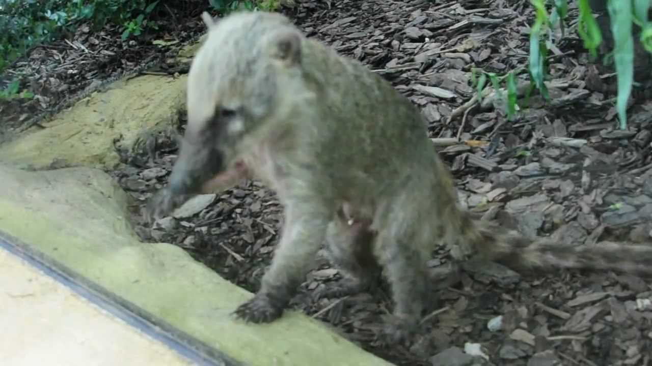 Zoo Opole, Koati południowy (ostronos rudy) - YouTube