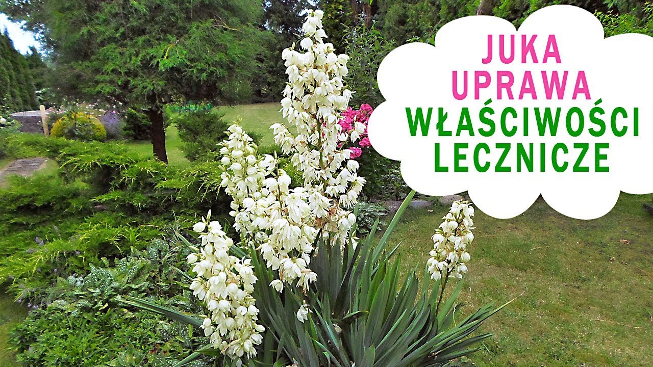 Juka ogrodowa, jej uprawa oraz właściwości lecznicze - YouTube