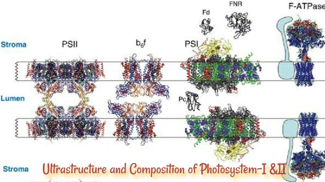 Ultrastructure and Composition of Photosystem-I & II - YouTube