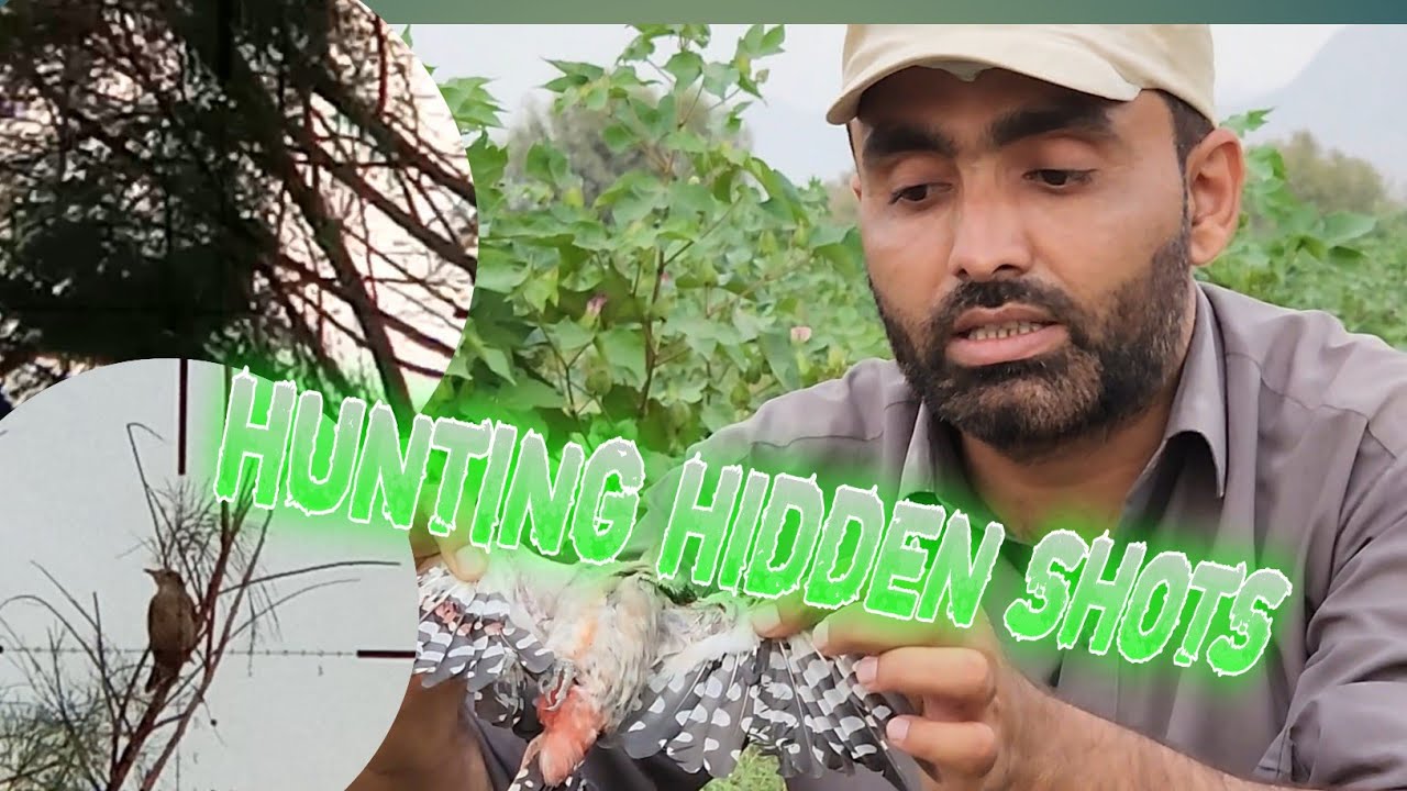 hidden shots of birds hunting #viralvideo #hunting - YouTube