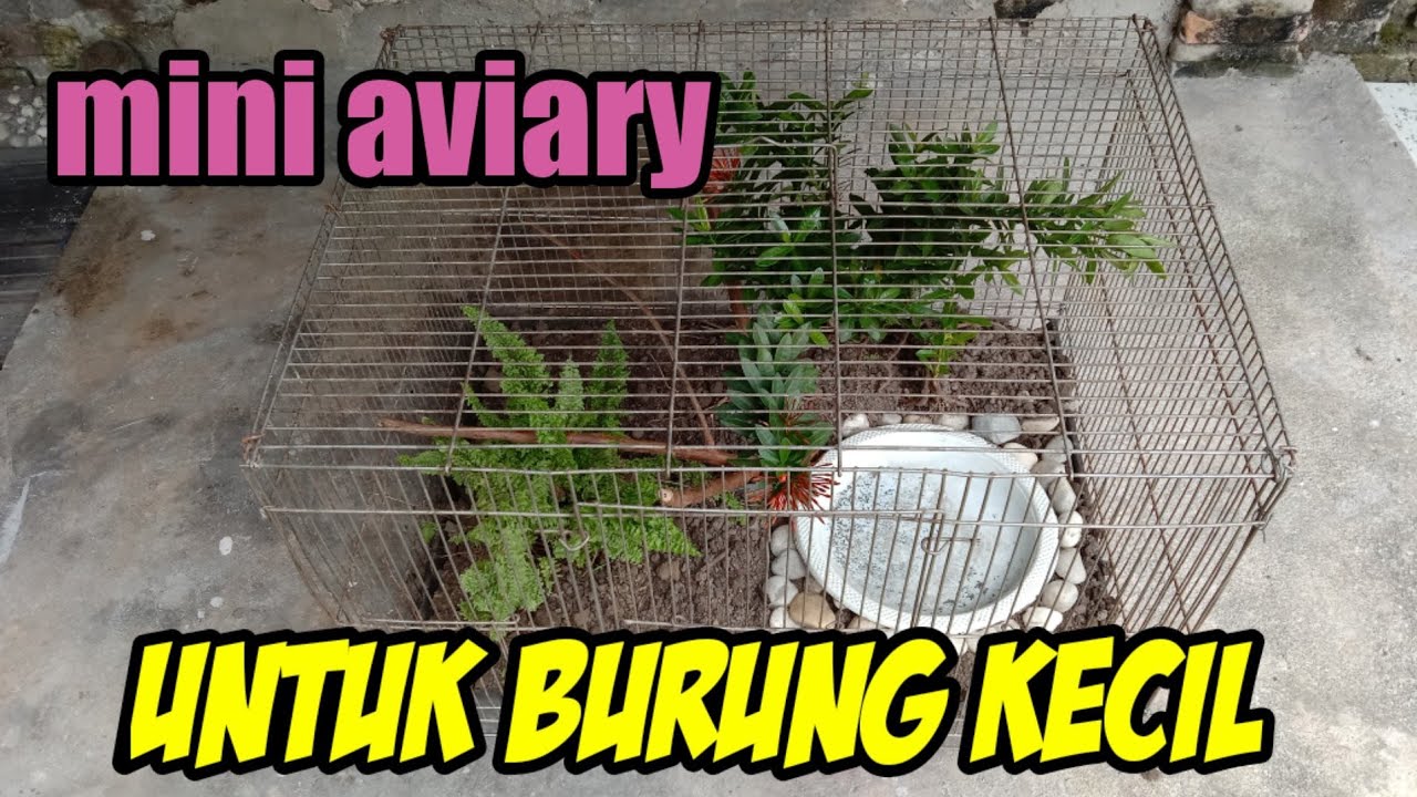 cara membuat mini aviary untuk burung kecil @Aba Awan - YouTube