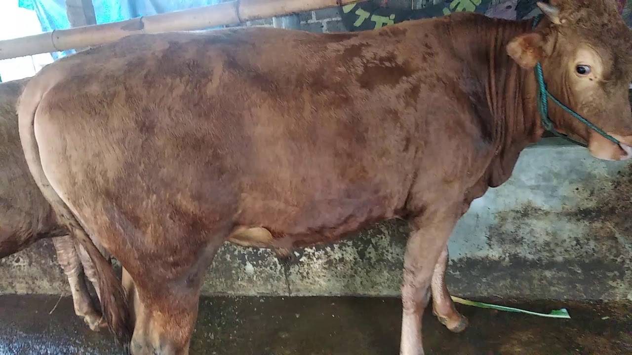 Sapi bagus - YouTube