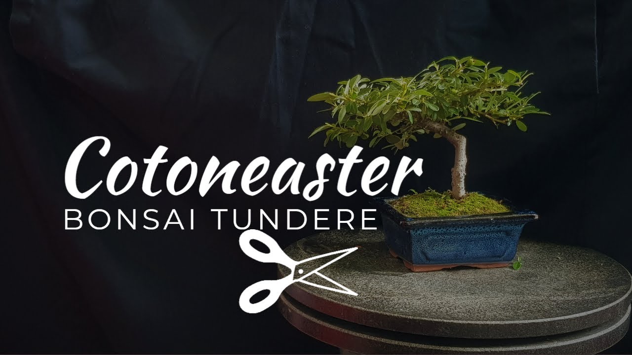 Frații cotoneaster la frizer\ Cotoneaster bonsai tundere. - YouTube