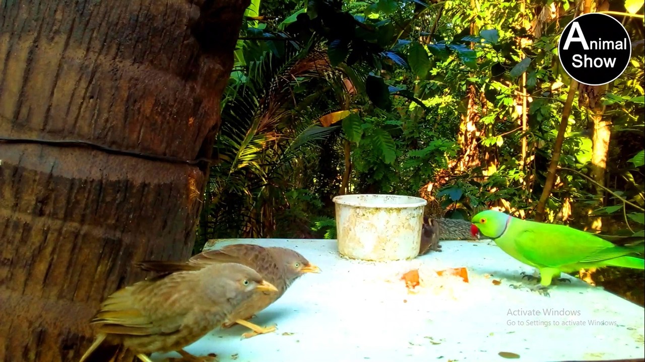 Parrot Eating Rice, Chipmunk Vs Parrot, Green Parrot, Beautiful Bird ...