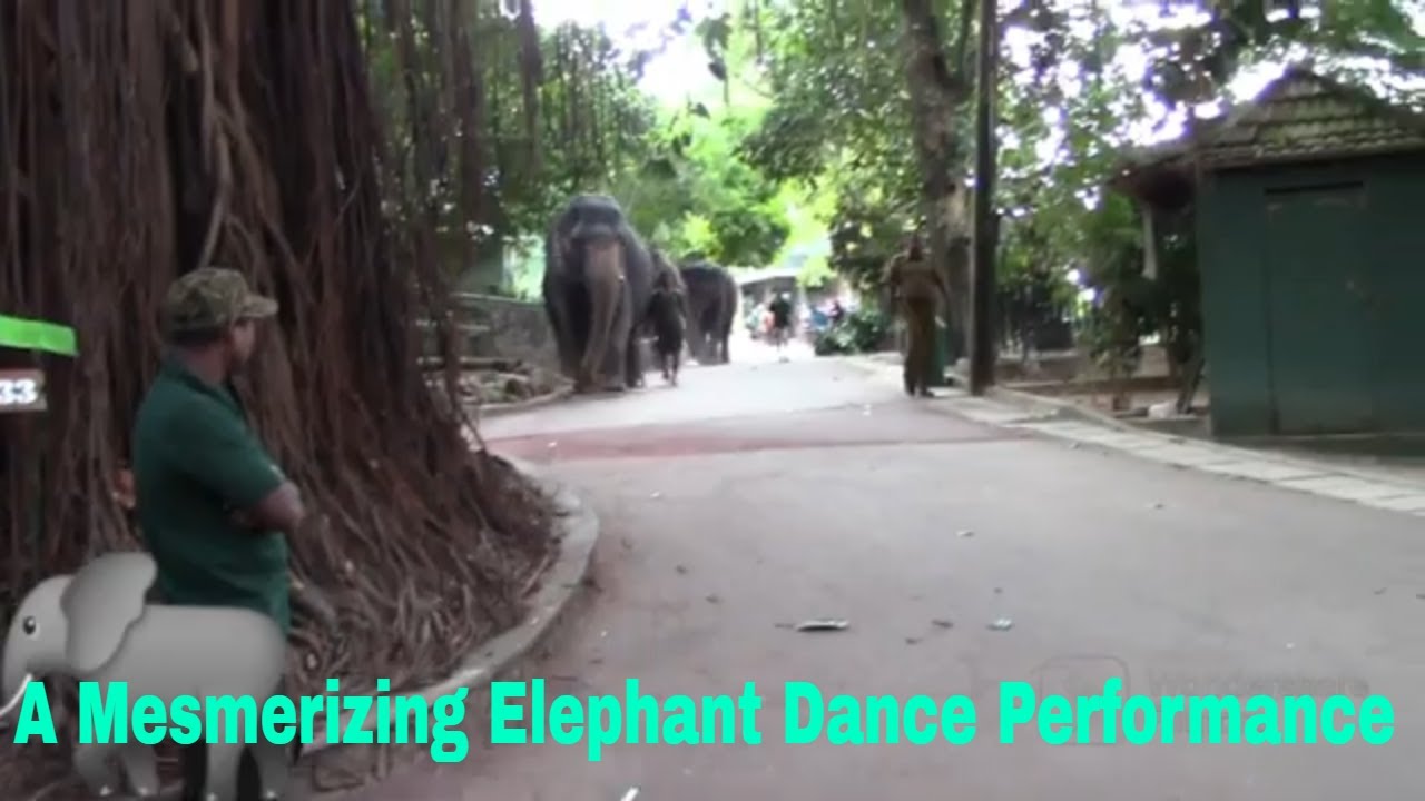 A Mesmerizing Elephant Dance Performance🐘🐘একটি মন্ত্রমুগ্ধ হাতির নাচের ...