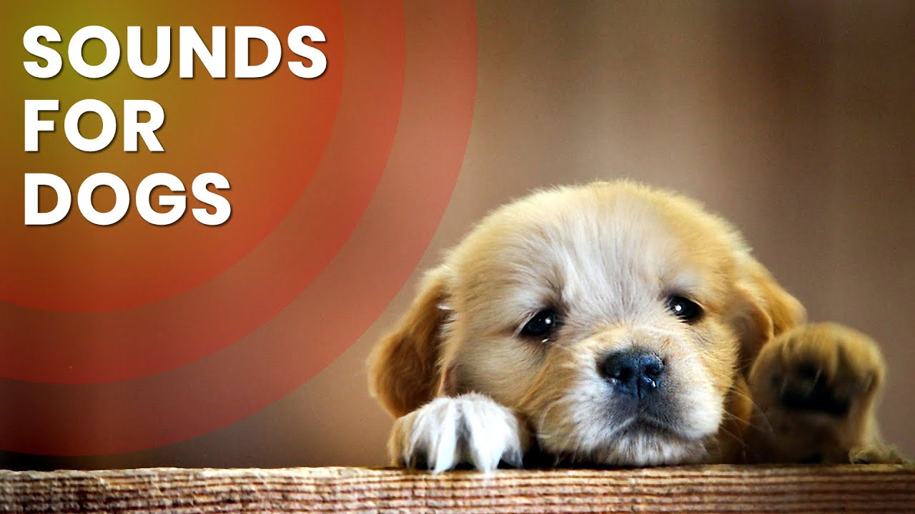 Sounds That DOGS LOVE & LIKE to hear the most - YouTube