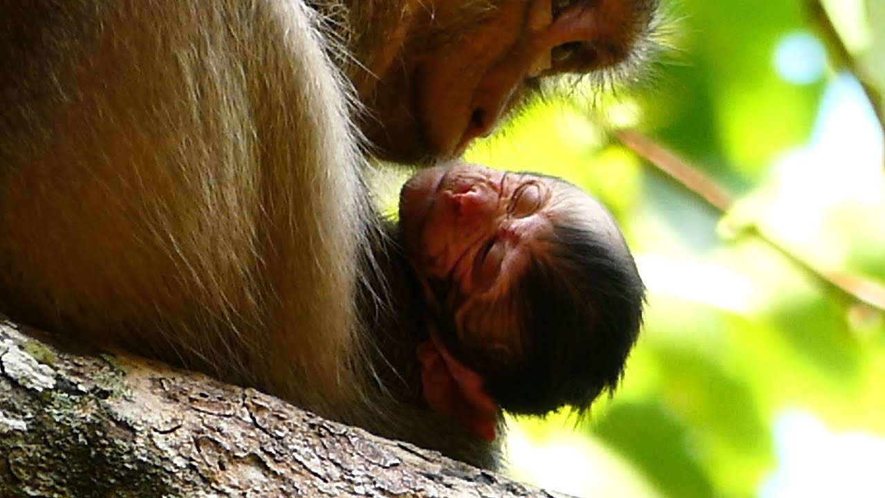 Newborn monkey Beau stay in tired and exhausted. How Is Raw Fresh Milk ...
