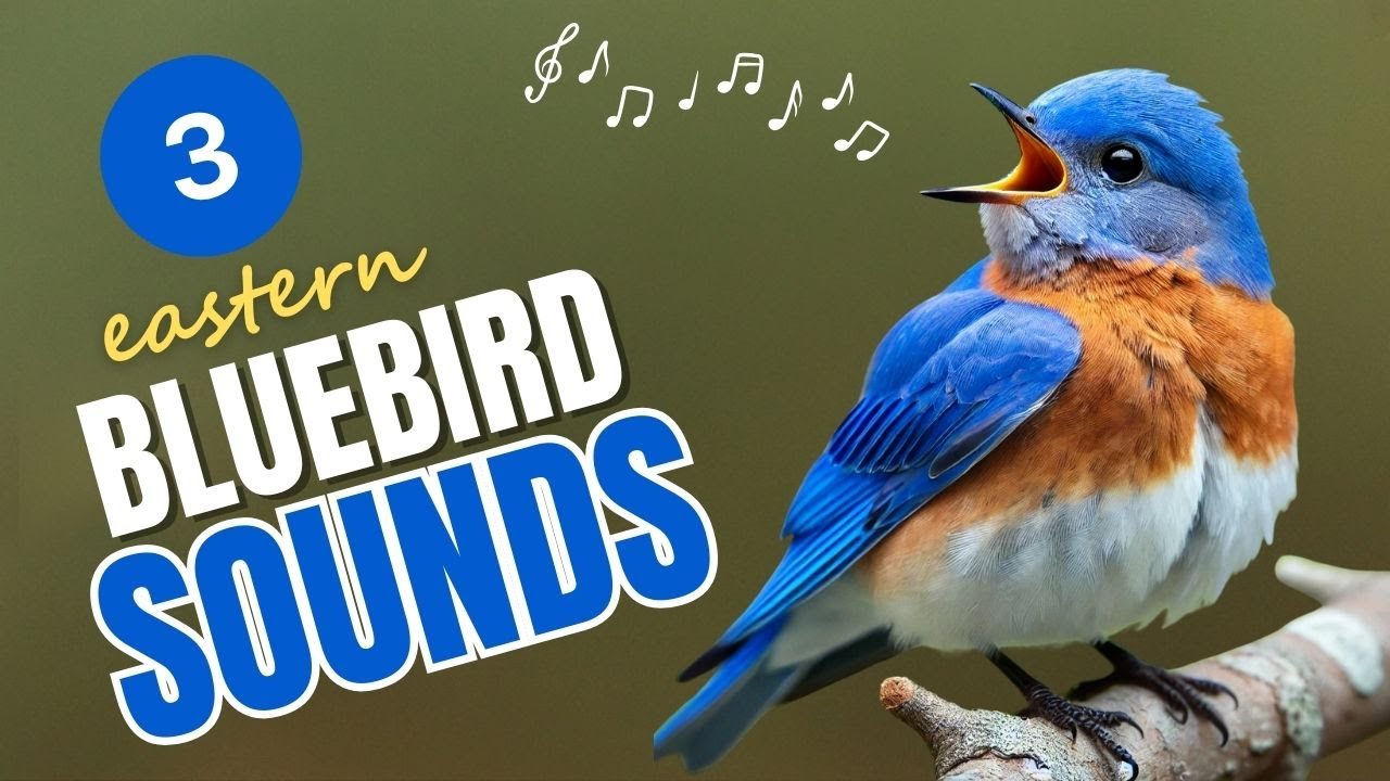 Sounds of the Eastern Bluebird: 3 Vocalizations to Know - YouTube