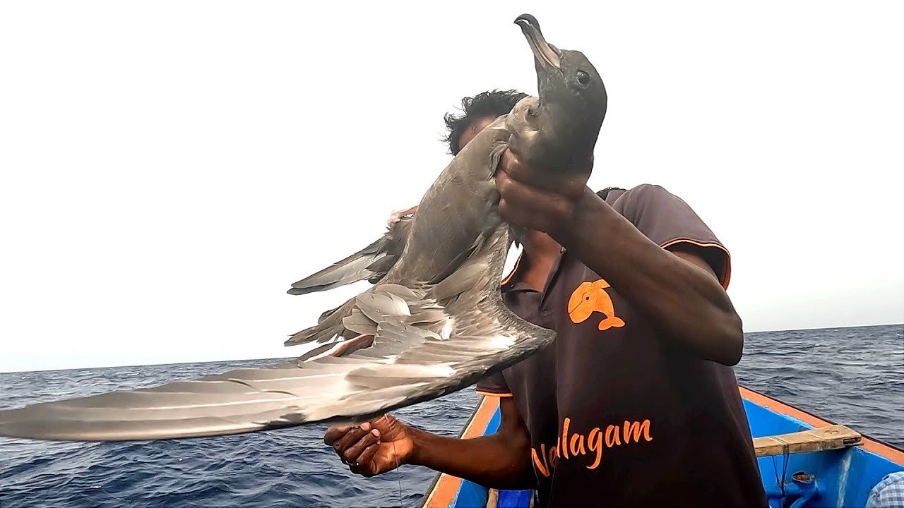 Sea Bird Caught in the Fishing Hook - Released - YouTube