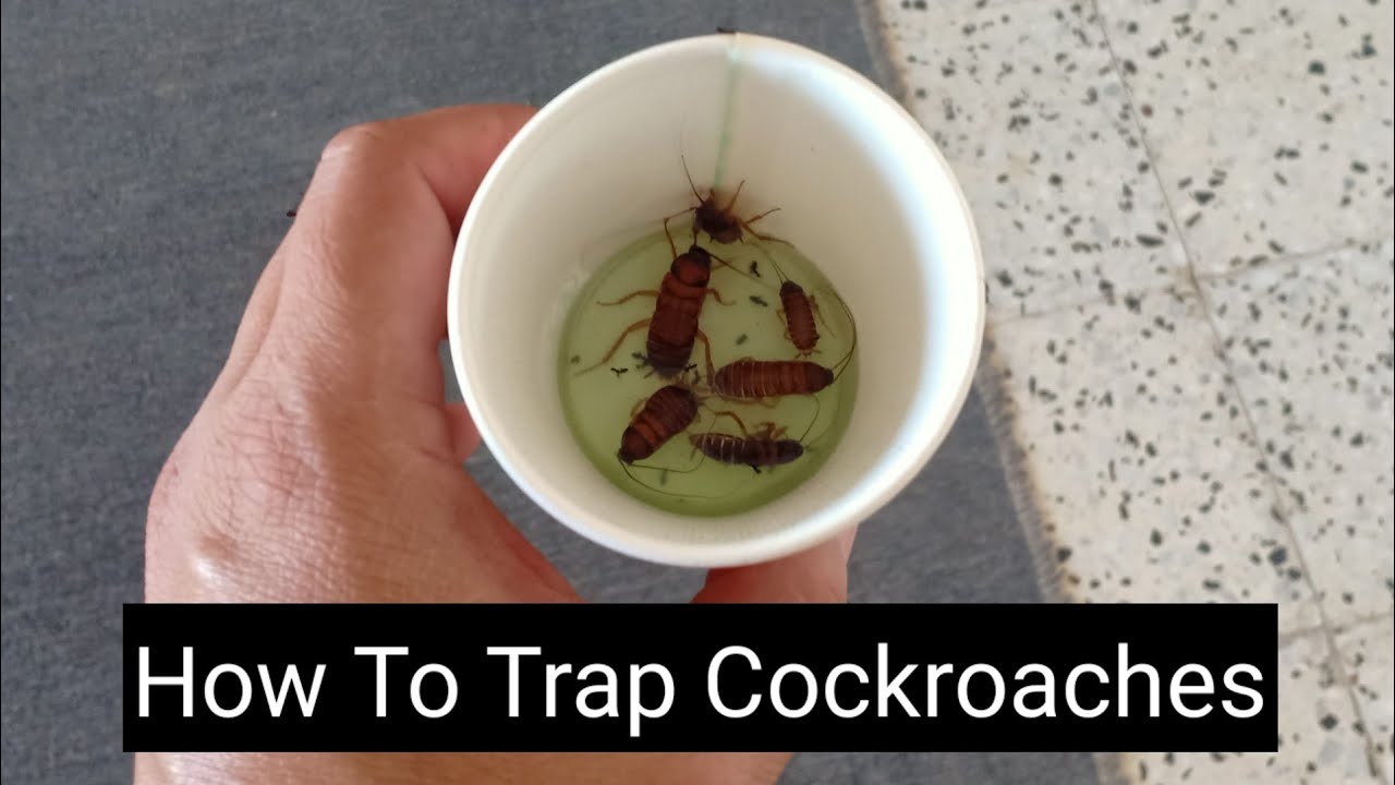 How to Trap Cockroach - YouTube