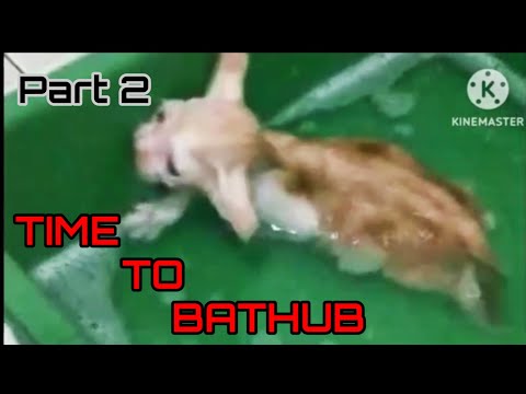 🔴 LIVE || BABY KIMO IS TIME TO BATHTUB...🙀😽