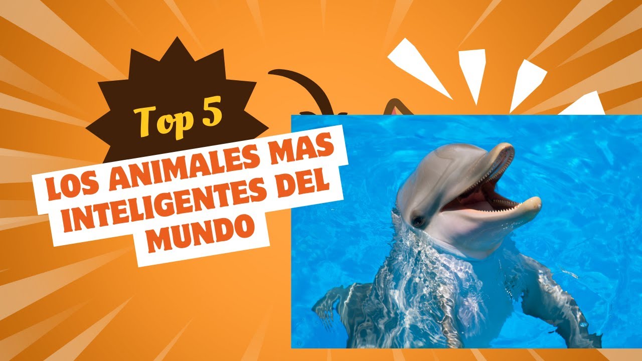 los animales mas inteligentes del mundo - YouTube
